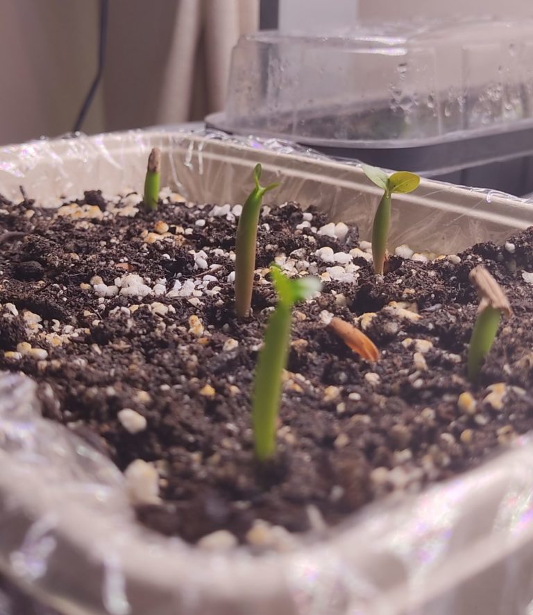 Growing Adenium from Seeds - Kalie Stephan