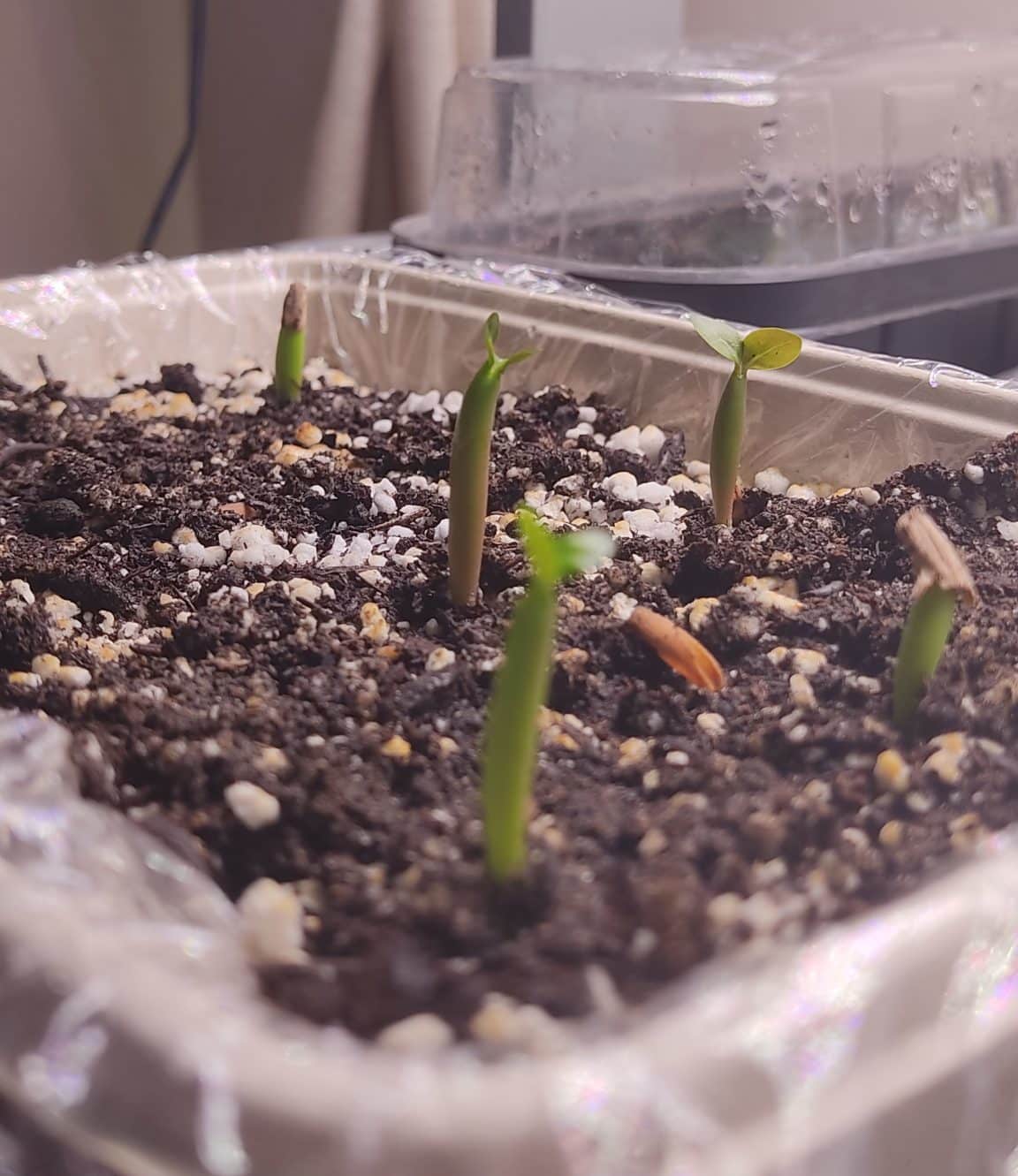 Growing Adenium from Seeds - Kalie Stephan
