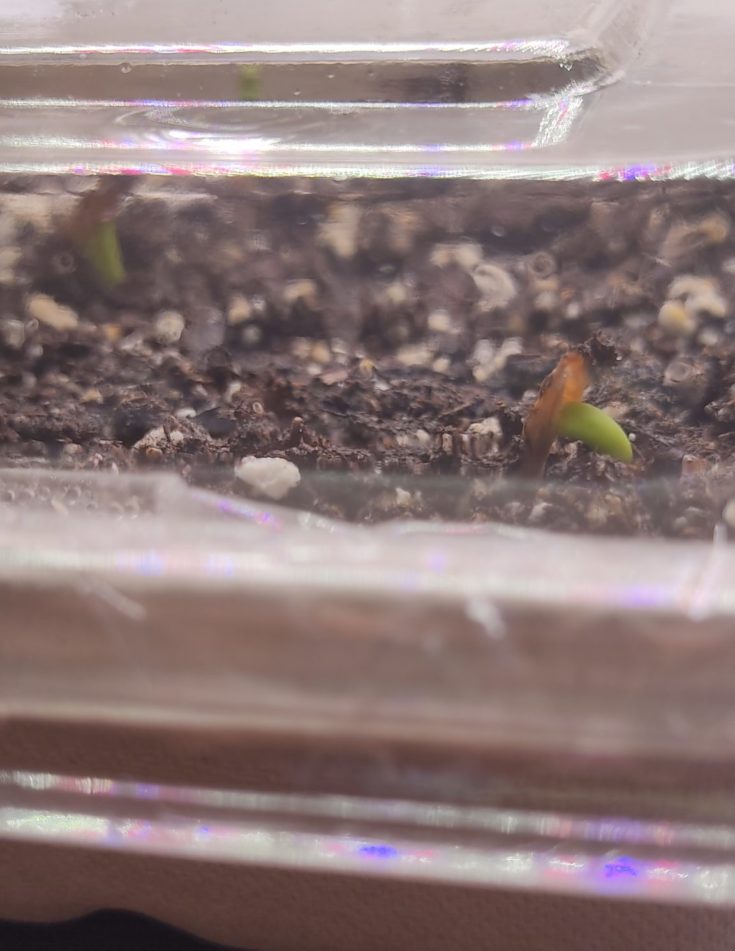 Growing Adenium from Seeds - Kalie Stephan