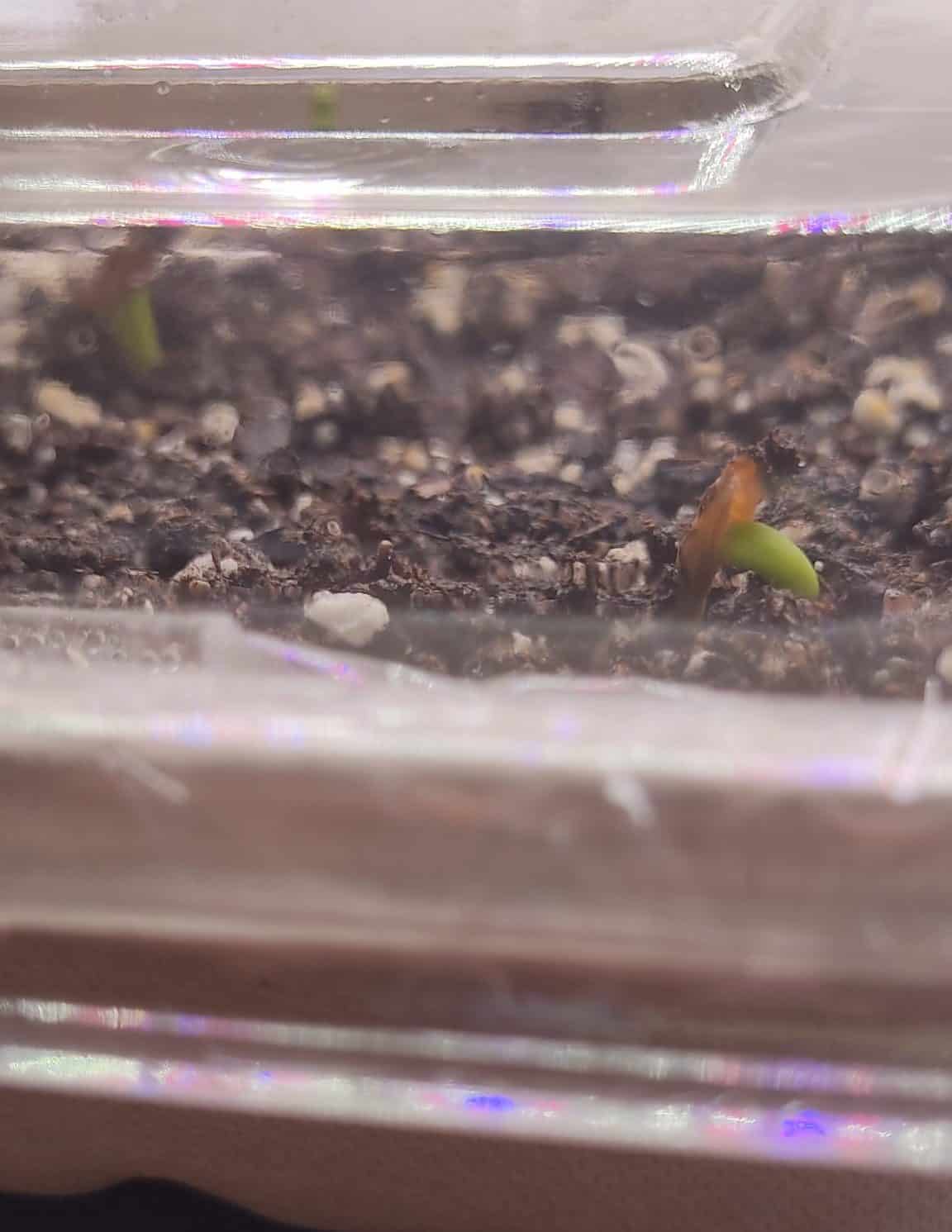 Growing Adenium from Seeds - Kalie Stephan