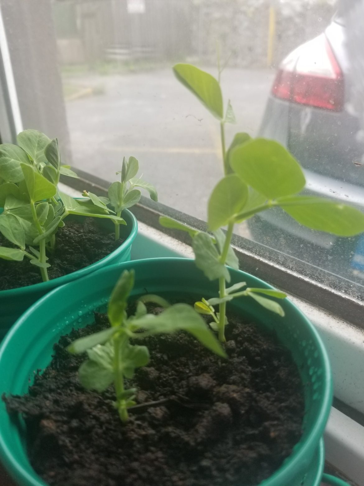 Growing Sugar Snap Peas at Home - Kalie Stephan