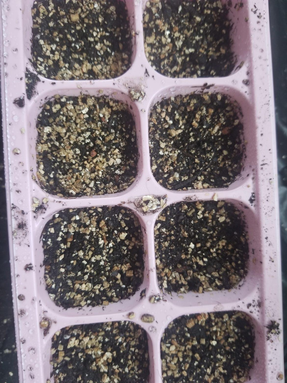 How to Grow Cactus from Seeds - Kalie Stephan