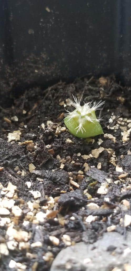 How to Grow Cactus from Seeds - Kalie Stephan