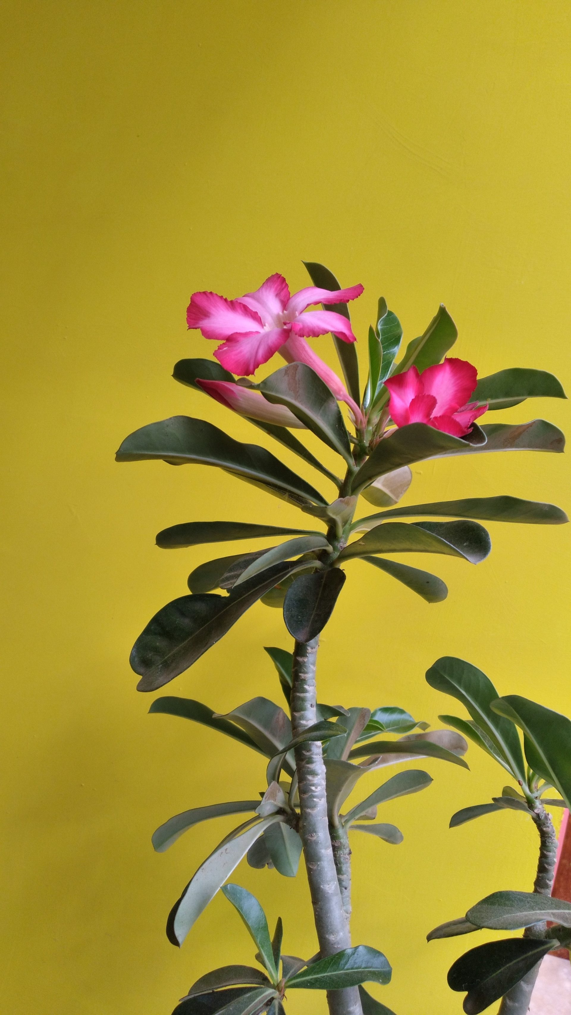 Growing Adenium from Seeds - Kalie Stephan