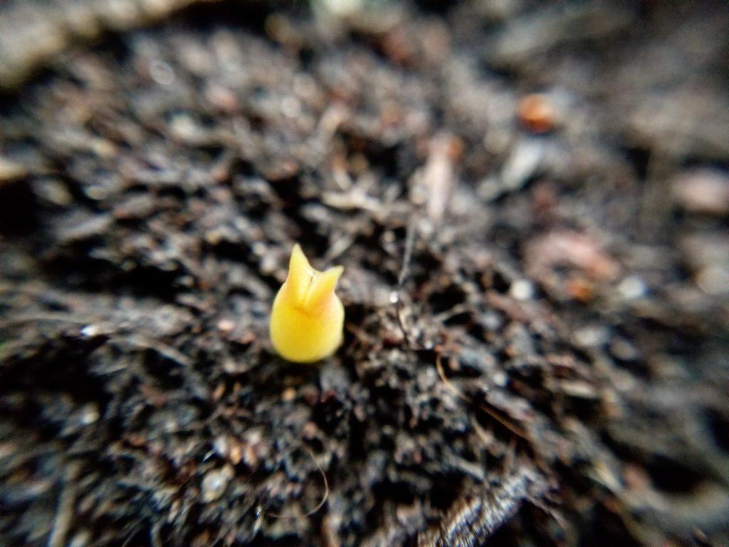 How to Grow Cactus from Seeds - Kalie Stephan