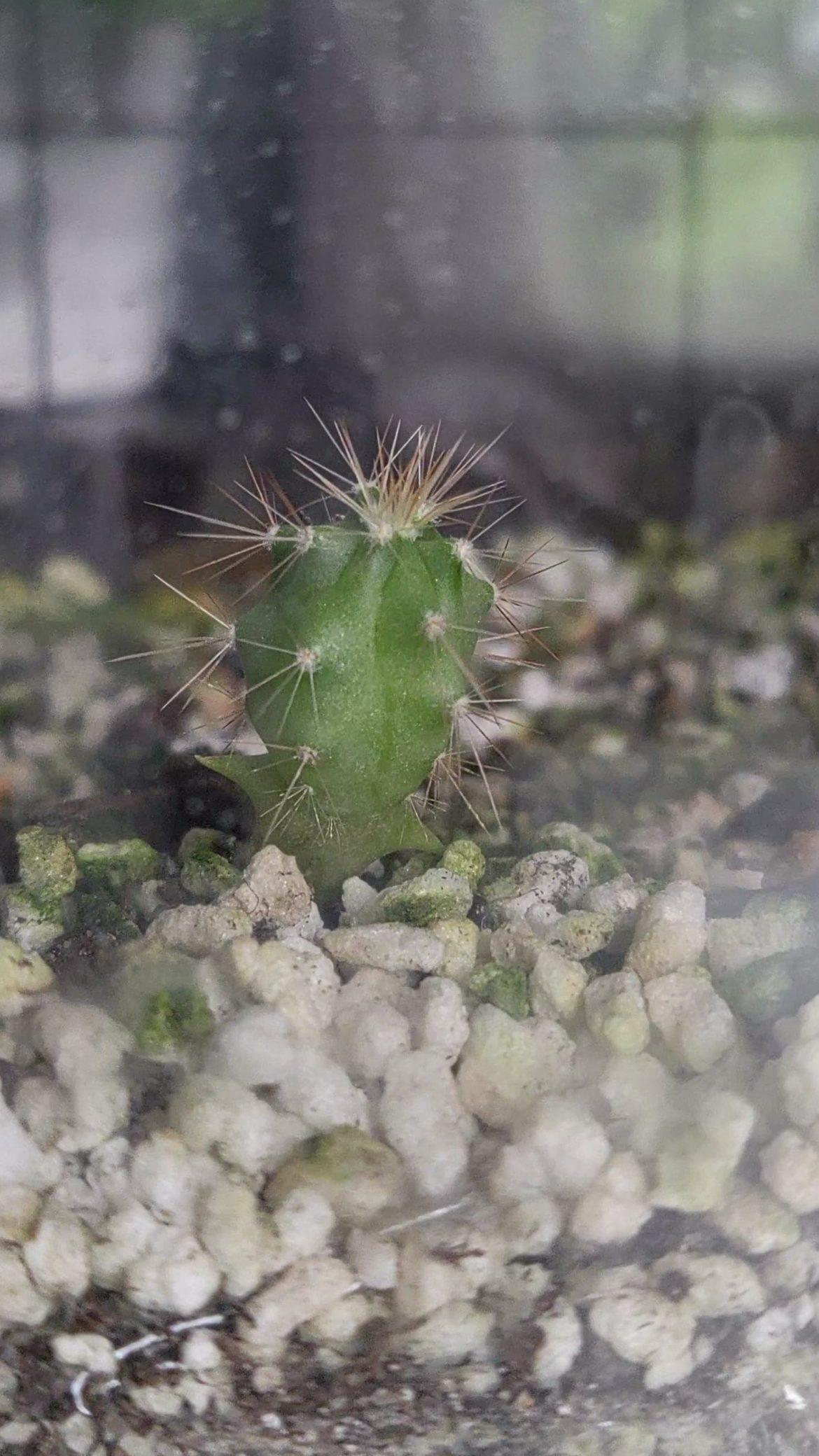 How to Grow Cactus from Seeds - Kalie Stephan