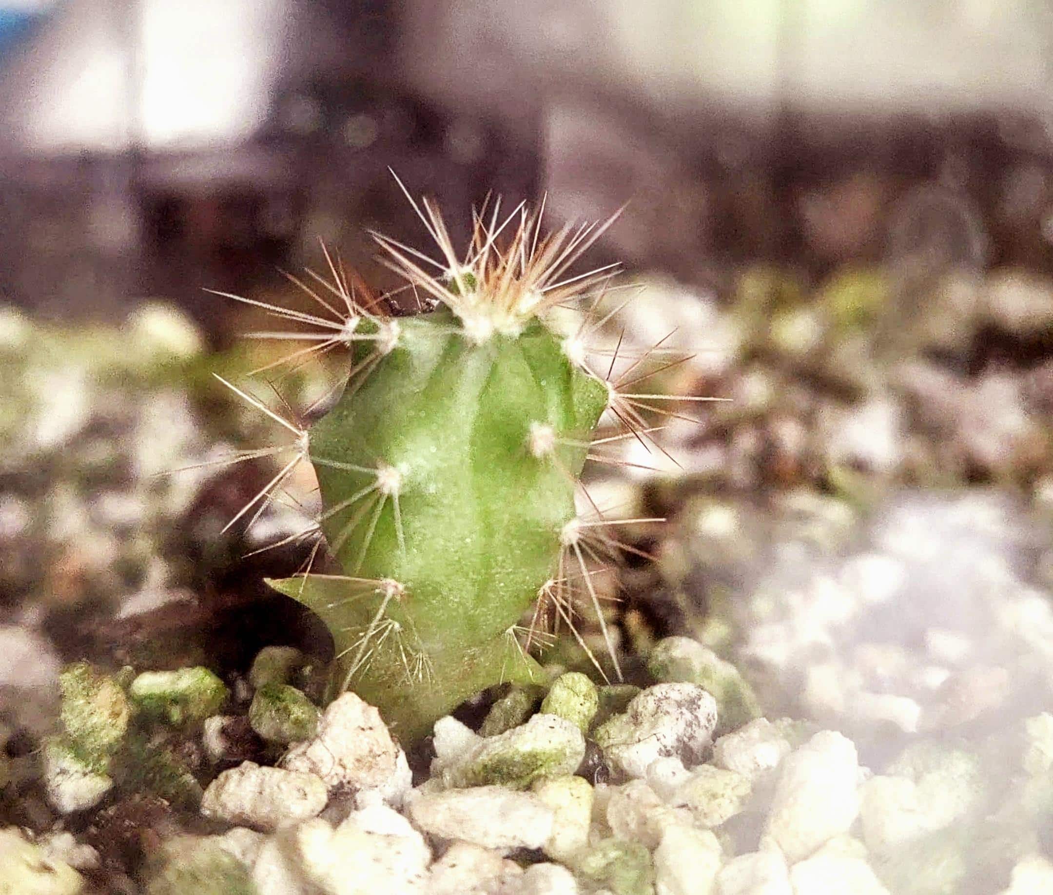 How to Grow Cactus from Seeds - Kalie Stephan