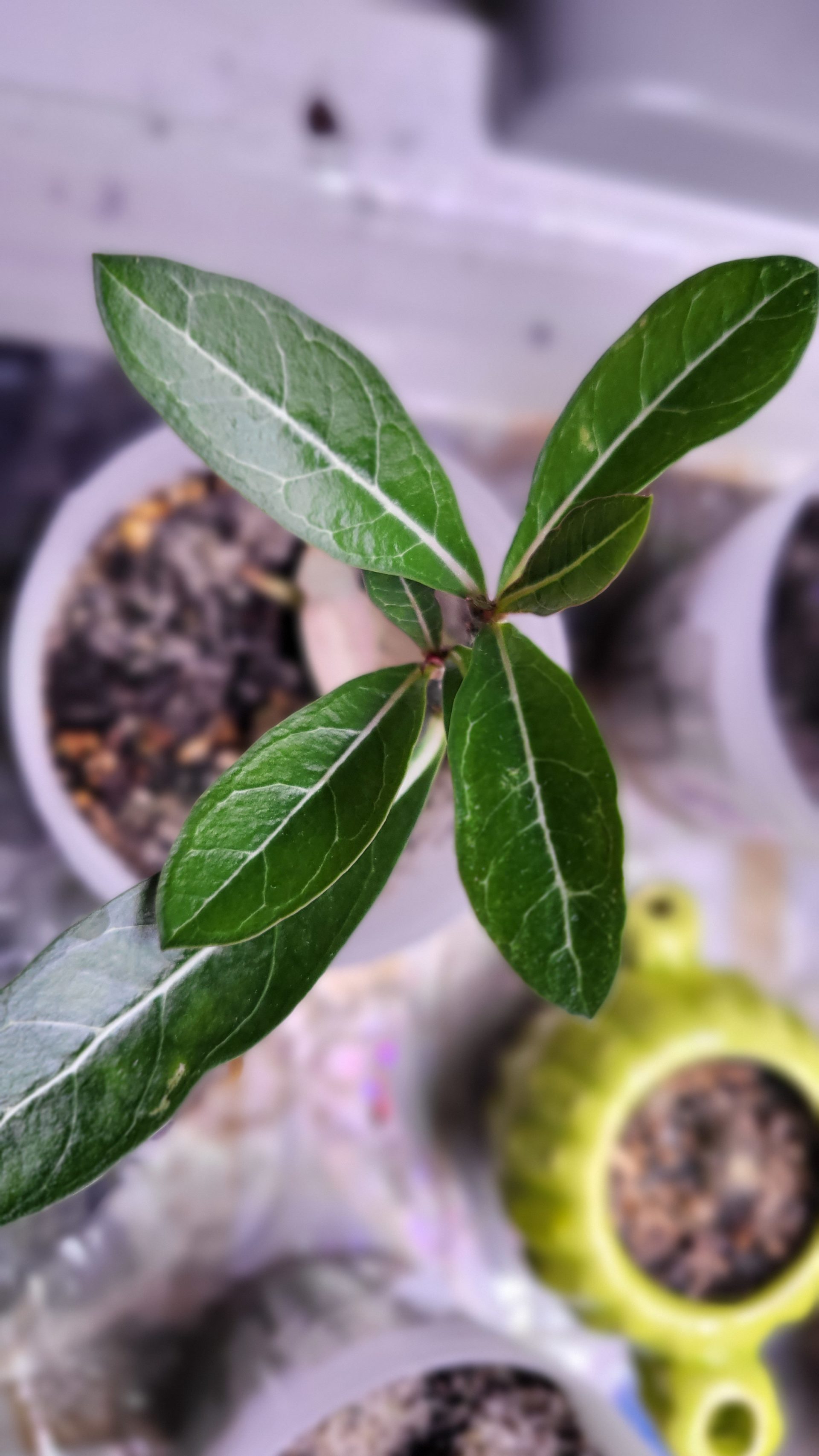 Growing Adenium from Seeds - Kalie Stephan